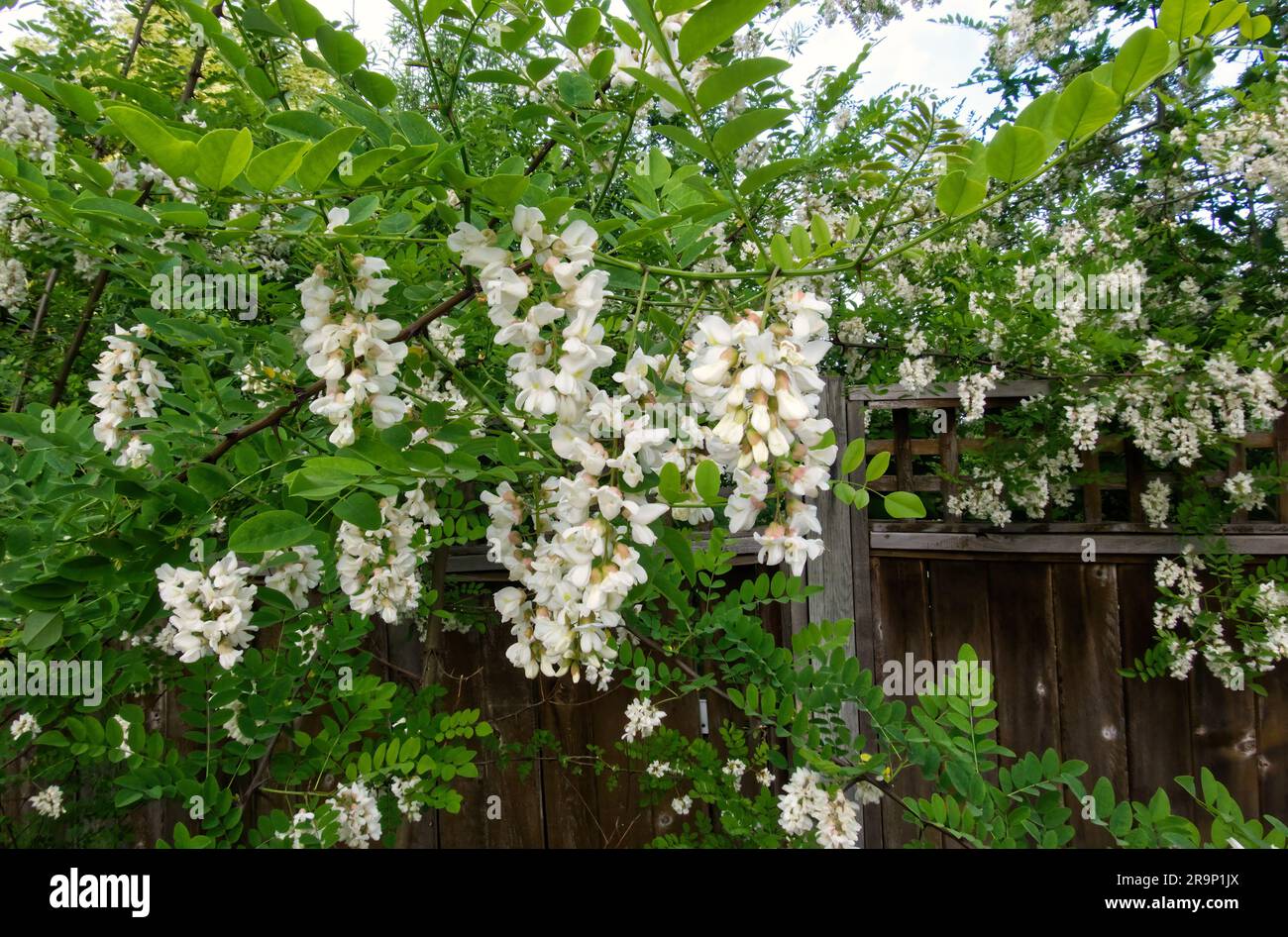 Robina pseudoacacia - Black locust is a hardwood, deciduous tree with ...
