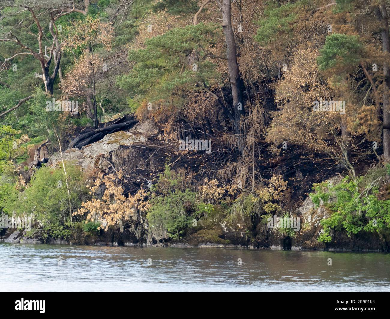 An area of woodland at the head of Lake Windermere that was set on fire ...