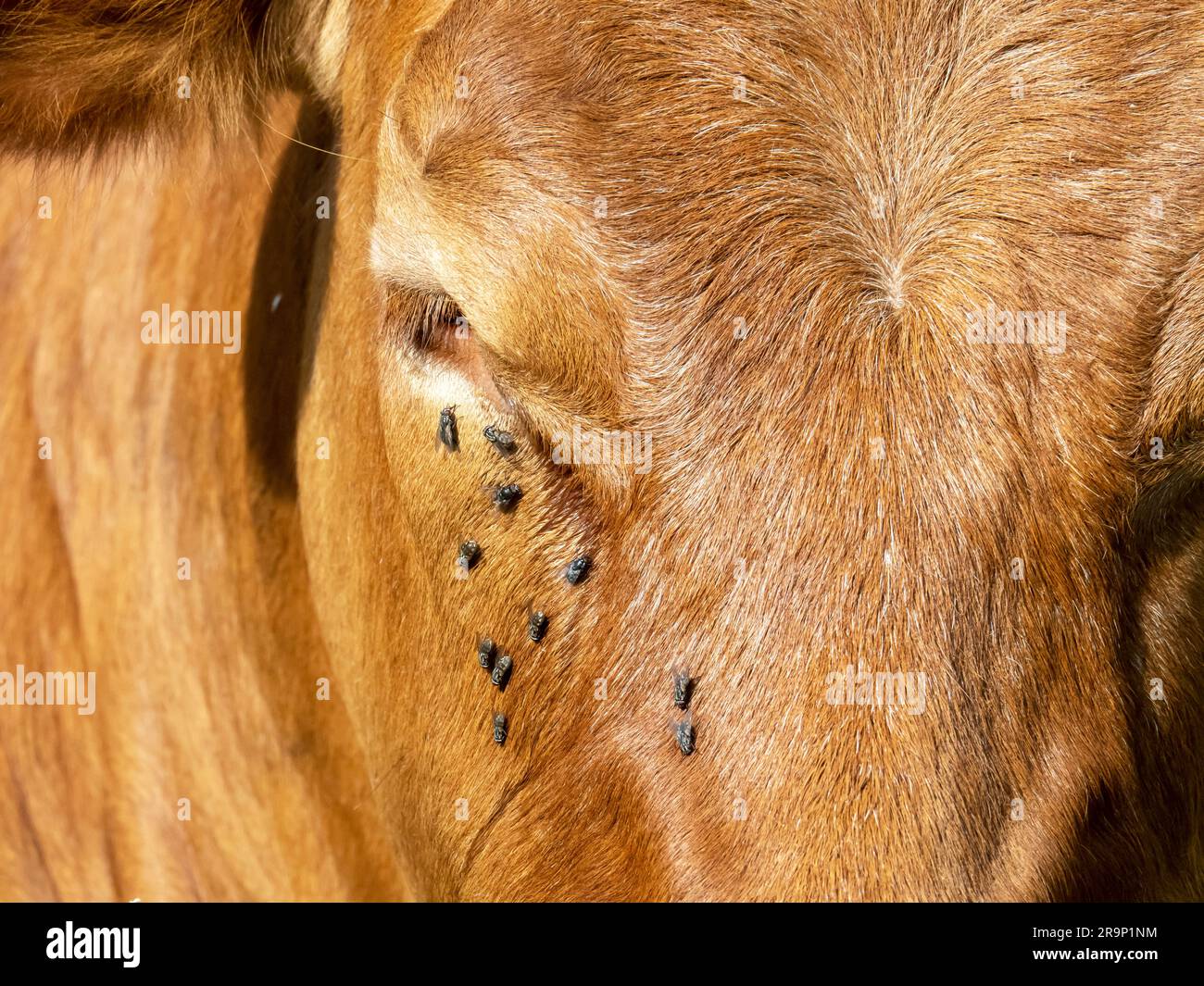 Weeping cow hi-res stock photography and images - Alamy