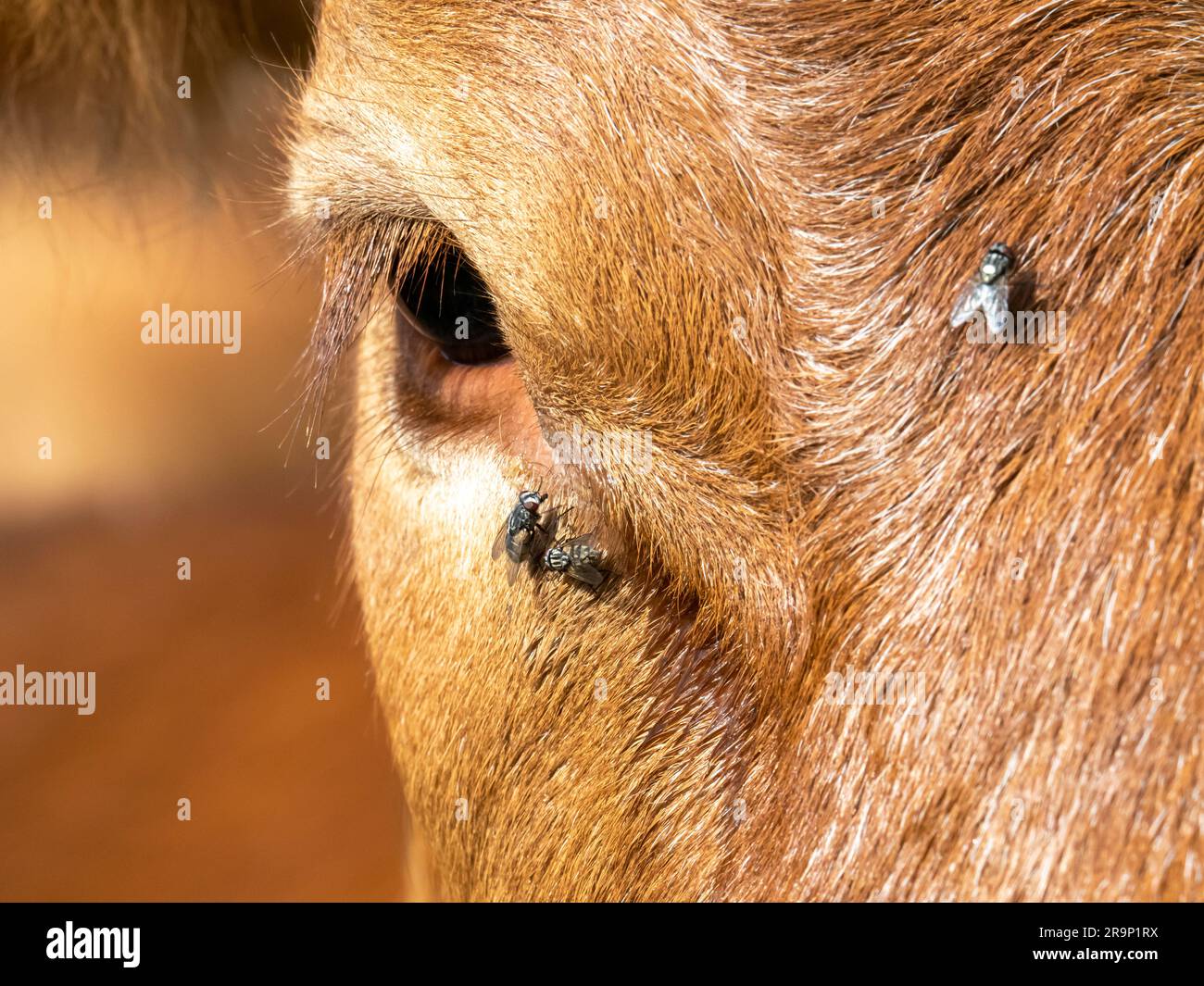 Housefly, Musca domestica feeding around a cows eye in Ambleside, Lake ...