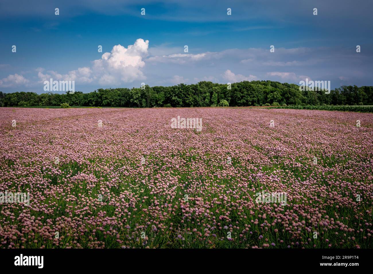 An agricultural field of blooming pink garlic in the countryside in ...