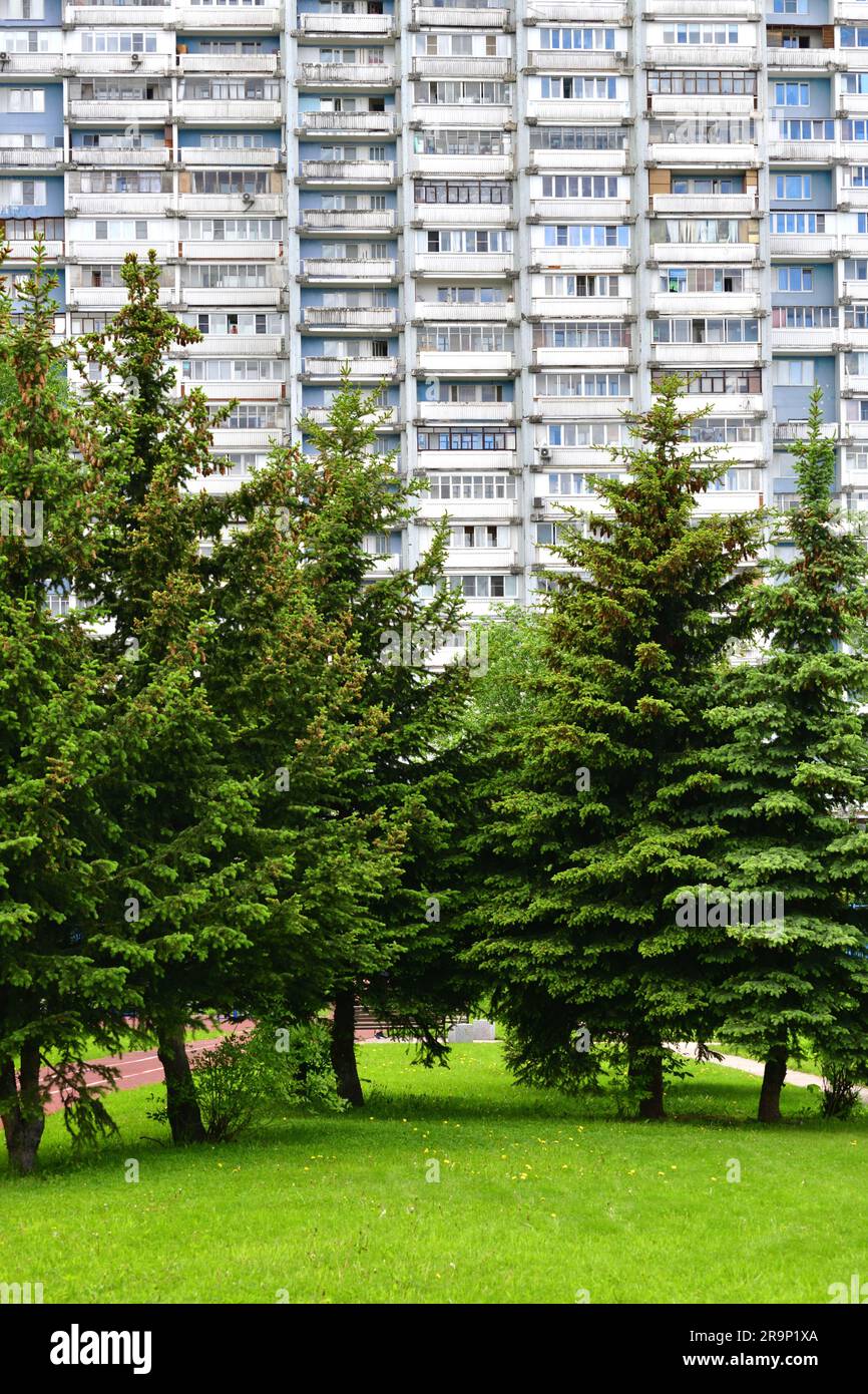 Fir trees grow on the lawn in front of a multi-storey building in ...