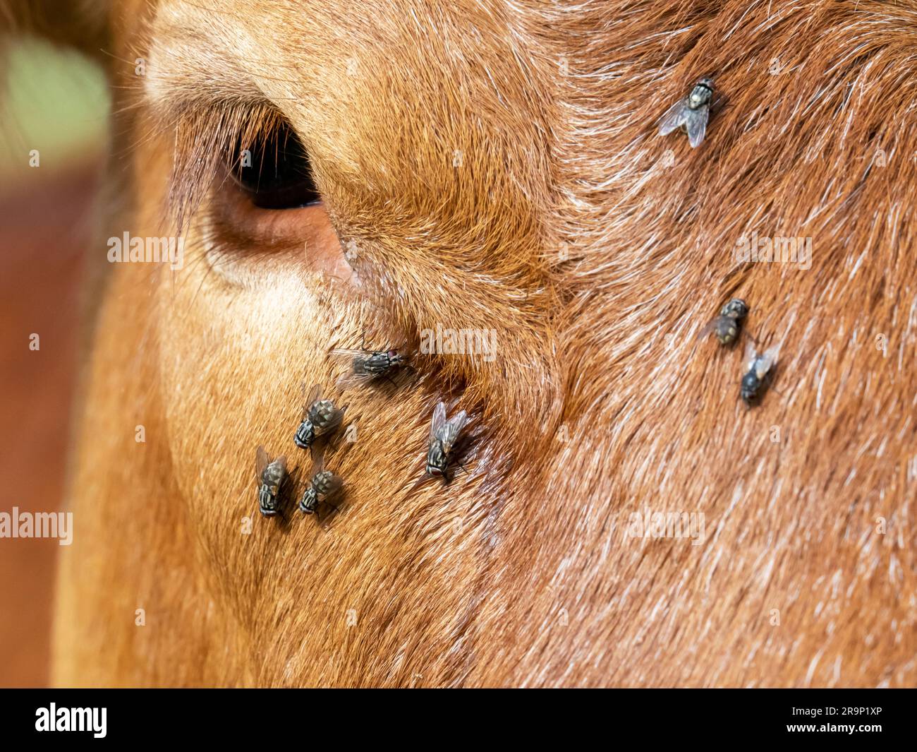 Weeping cow hi-res stock photography and images - Alamy