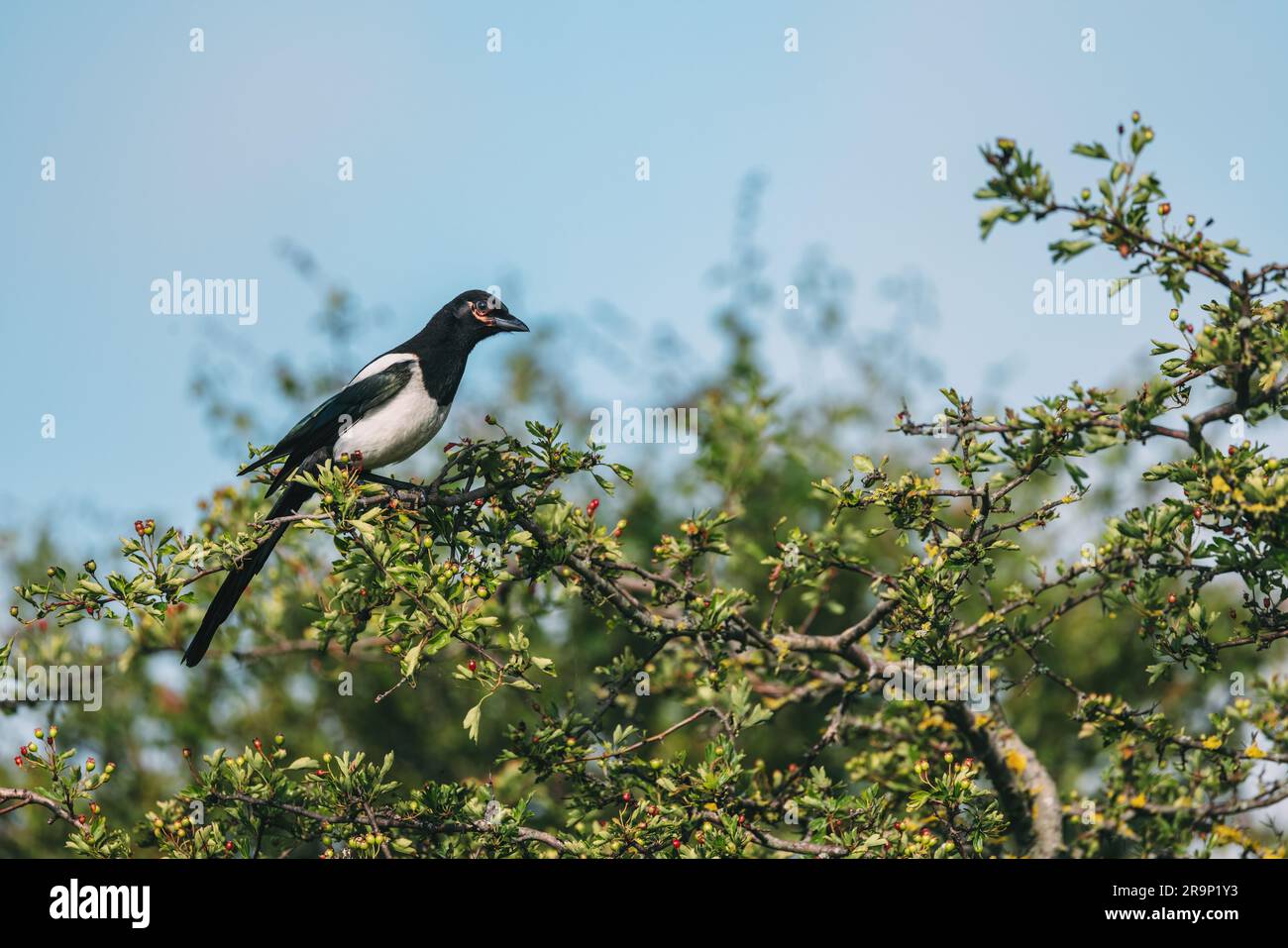 Magpie tree europe hi-res stock photography and images - Alamy