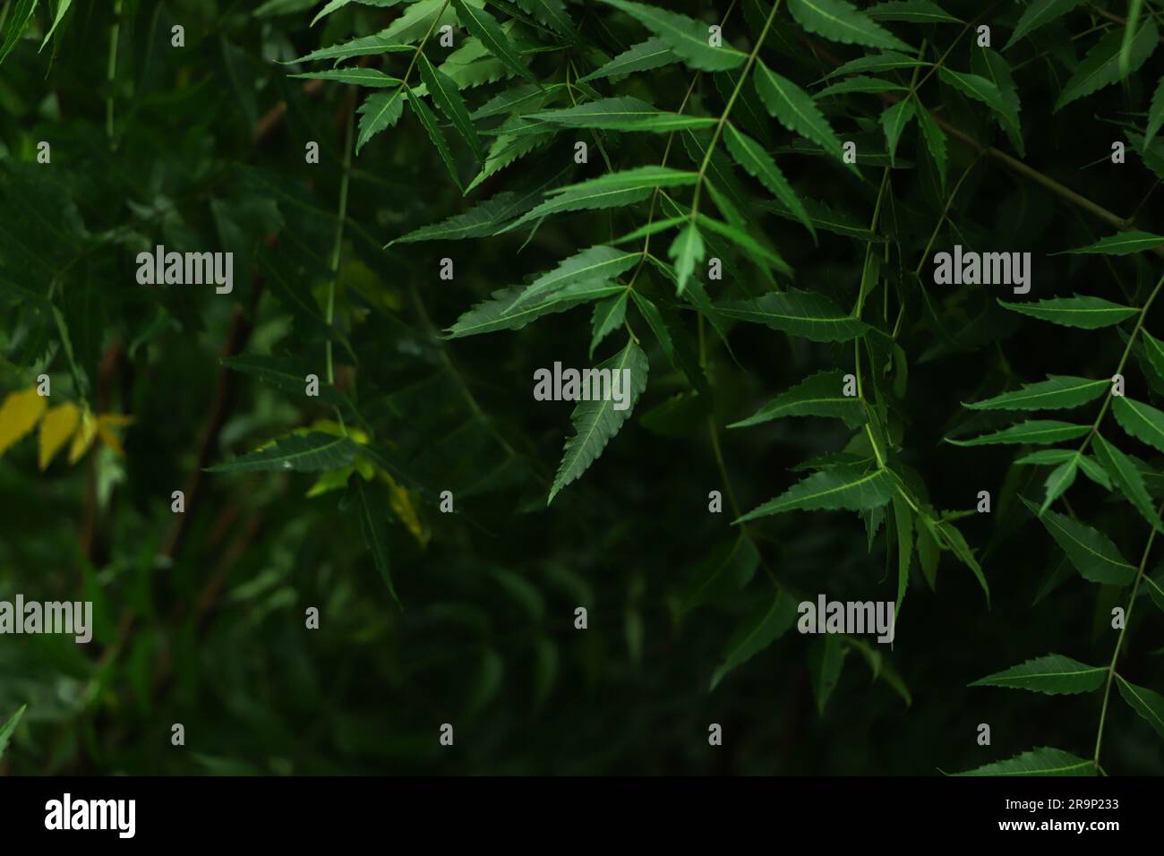 New top leaf of neem plant Stock Photo - Alamy