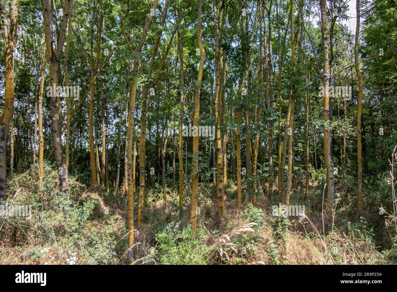trees overgrown with yellow lichen like the asparagus spears in the ...