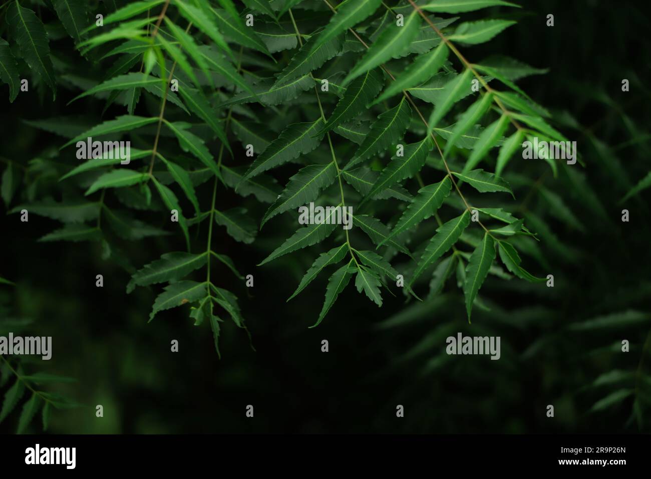 Medicinal ayurvedic azadirachta indica or Neem leaves and flowers. Very ...