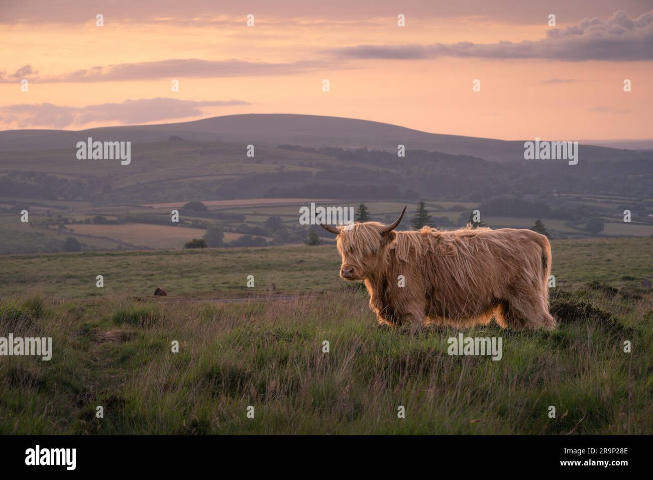 Highland cattle at sunset on Dartmoor, South Devon Stock Photo - Alamy