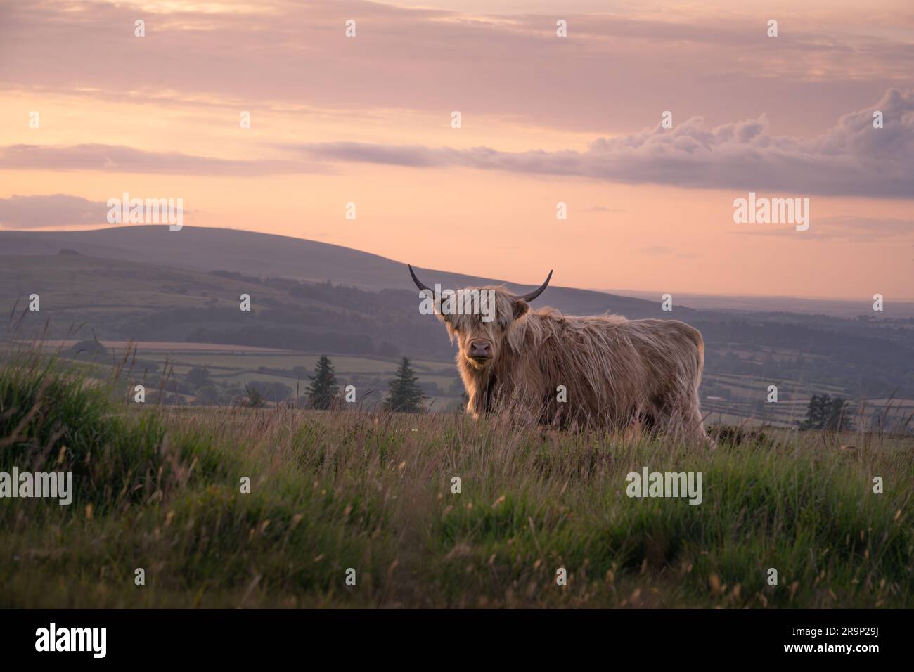 Highland cattle at sunset on Dartmoor, South Devon Stock Photo - Alamy