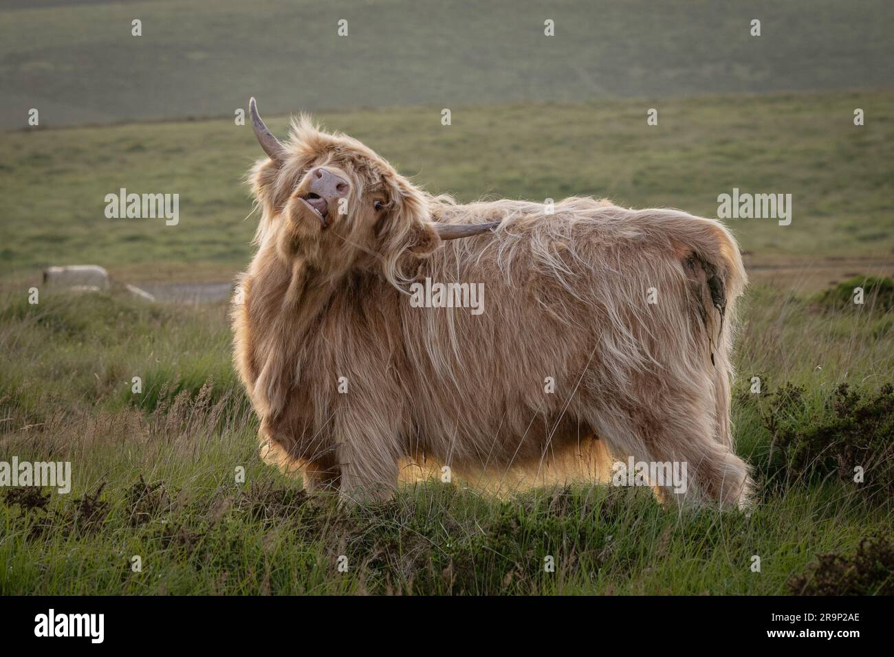 Highland cattle at sunset on Dartmoor, South Devon Stock Photo - Alamy