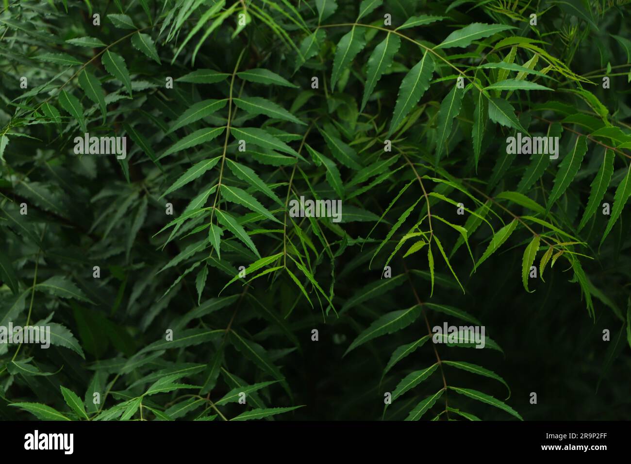 Azadirachta indica, commonly known as neem, nimtree or Indian lilac ...