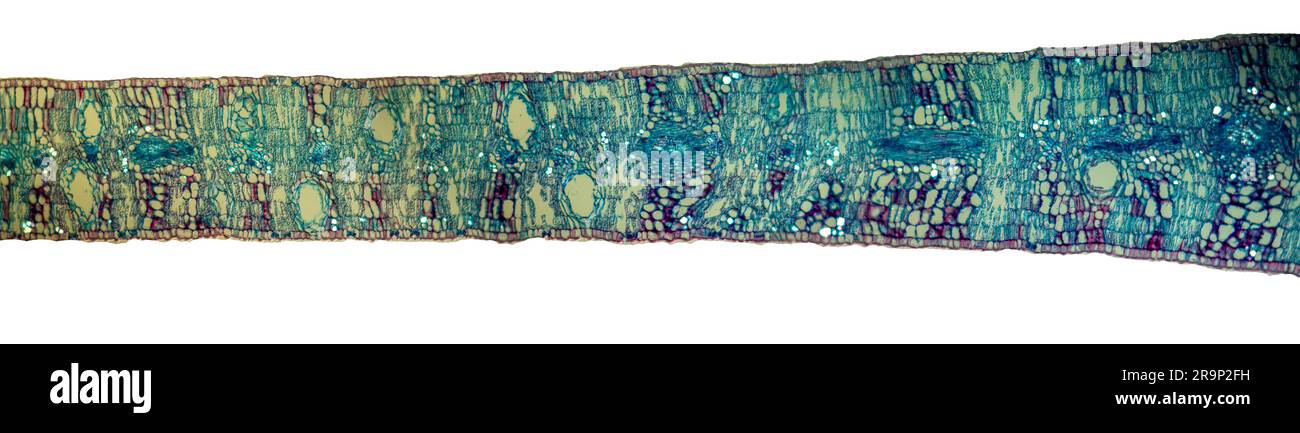 Eucalyptus leave cross section under the microscope Stock Photo - Alamy