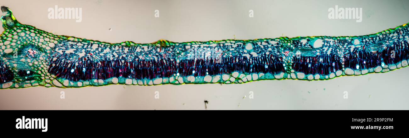 Rose plant cross section hi-res stock photography and images - Alamy