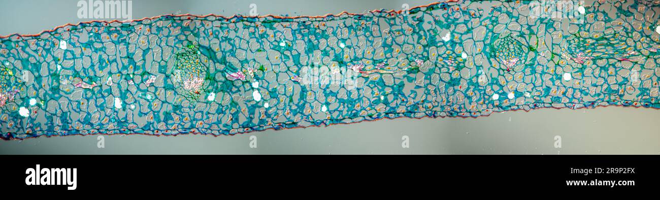 Microscope view of leaf hi-res stock photography and images - Alamy