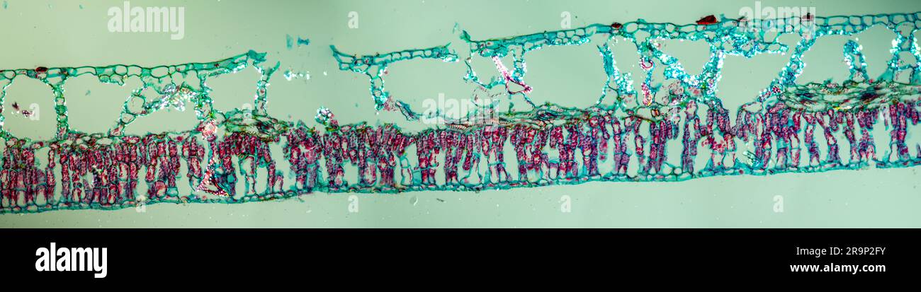 Water Lily Leaf Cross Section