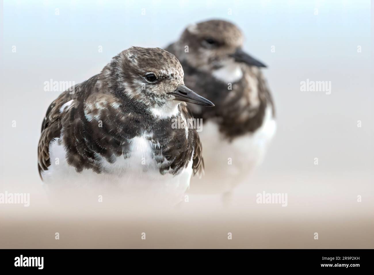 Pair of turnstone hi-res stock photography and images - Alamy