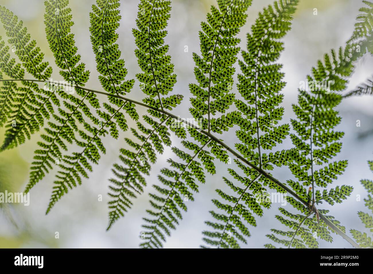 Fern leaves backlit and taken from the underside looking up Stock Photo ...