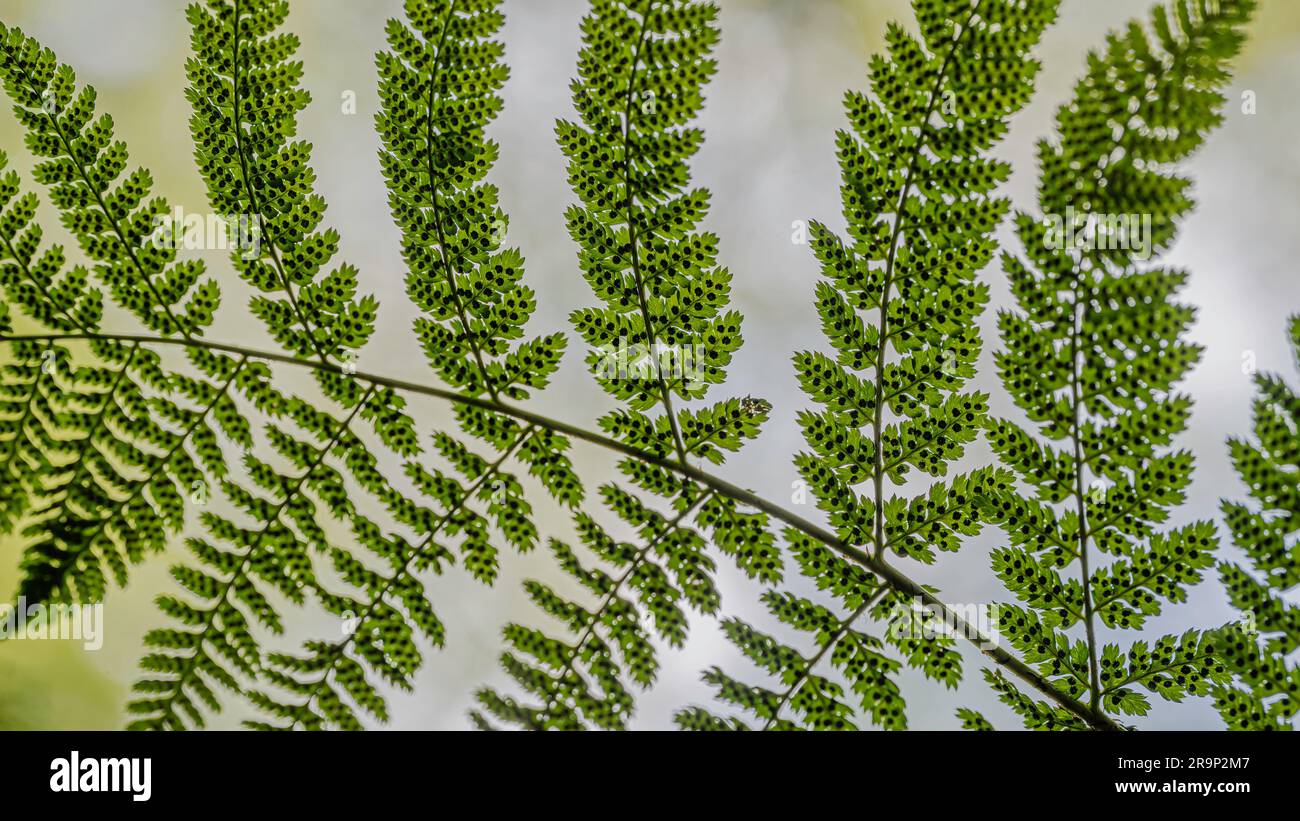 Fern leaves backlit and taken from the underside looking up Stock Photo ...