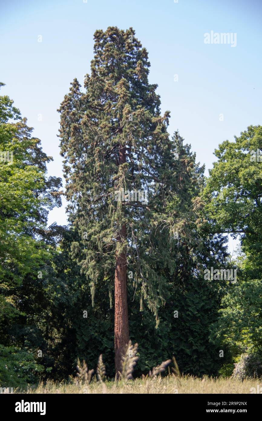 big mammoth tree in castle garden Stock Photo - Alamy