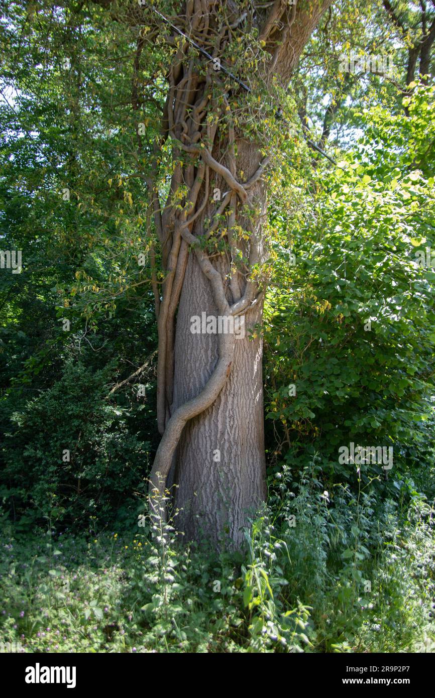 Ivy shoots hi-res stock photography and images - Alamy