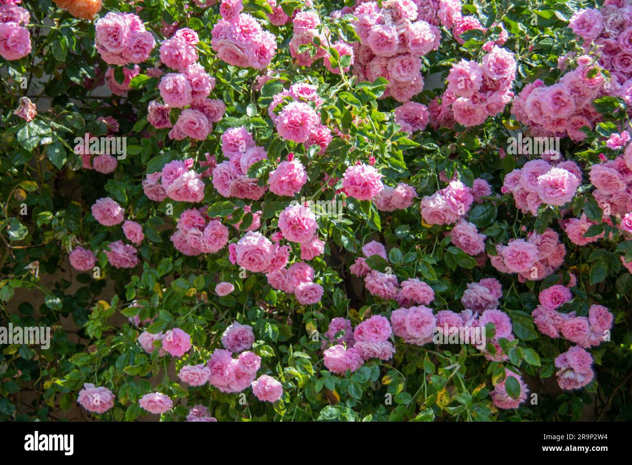colored roses bushes with a lot of blossom Stock Photo - Alamy