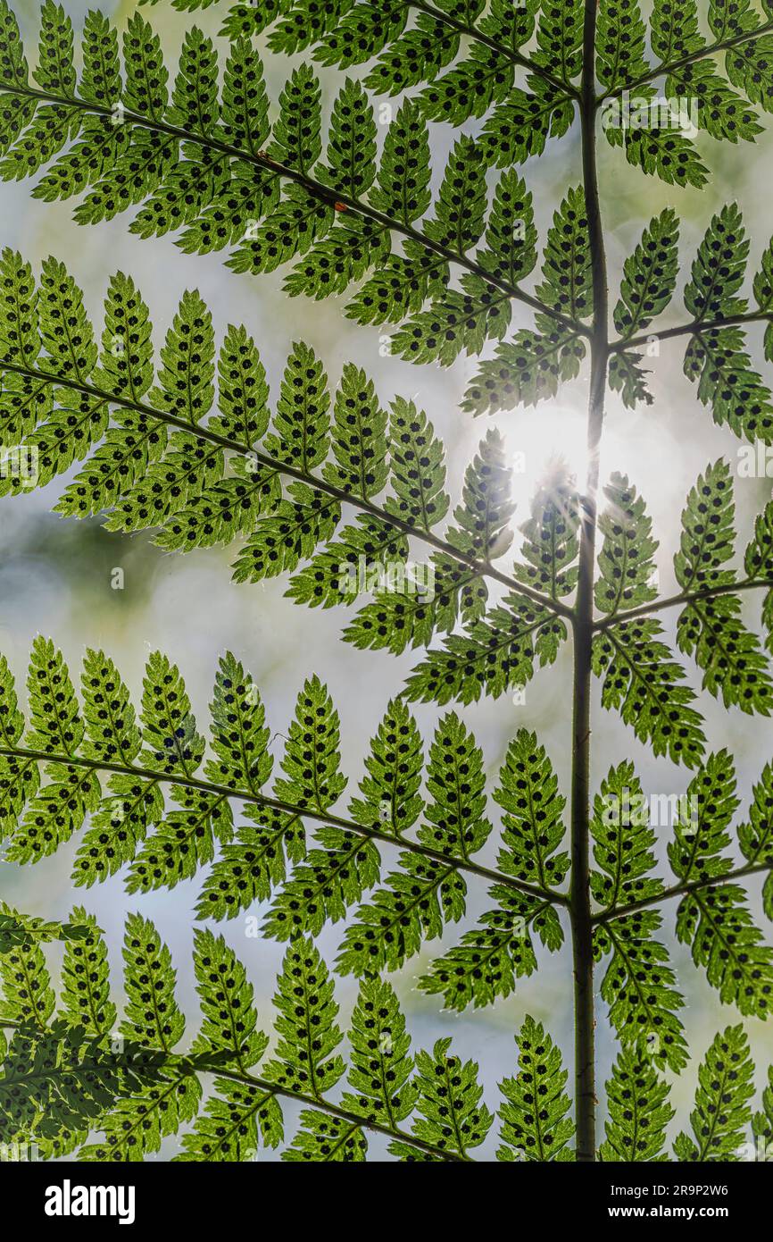 Fern leaves backlit and taken from the underside looking up Stock Photo ...