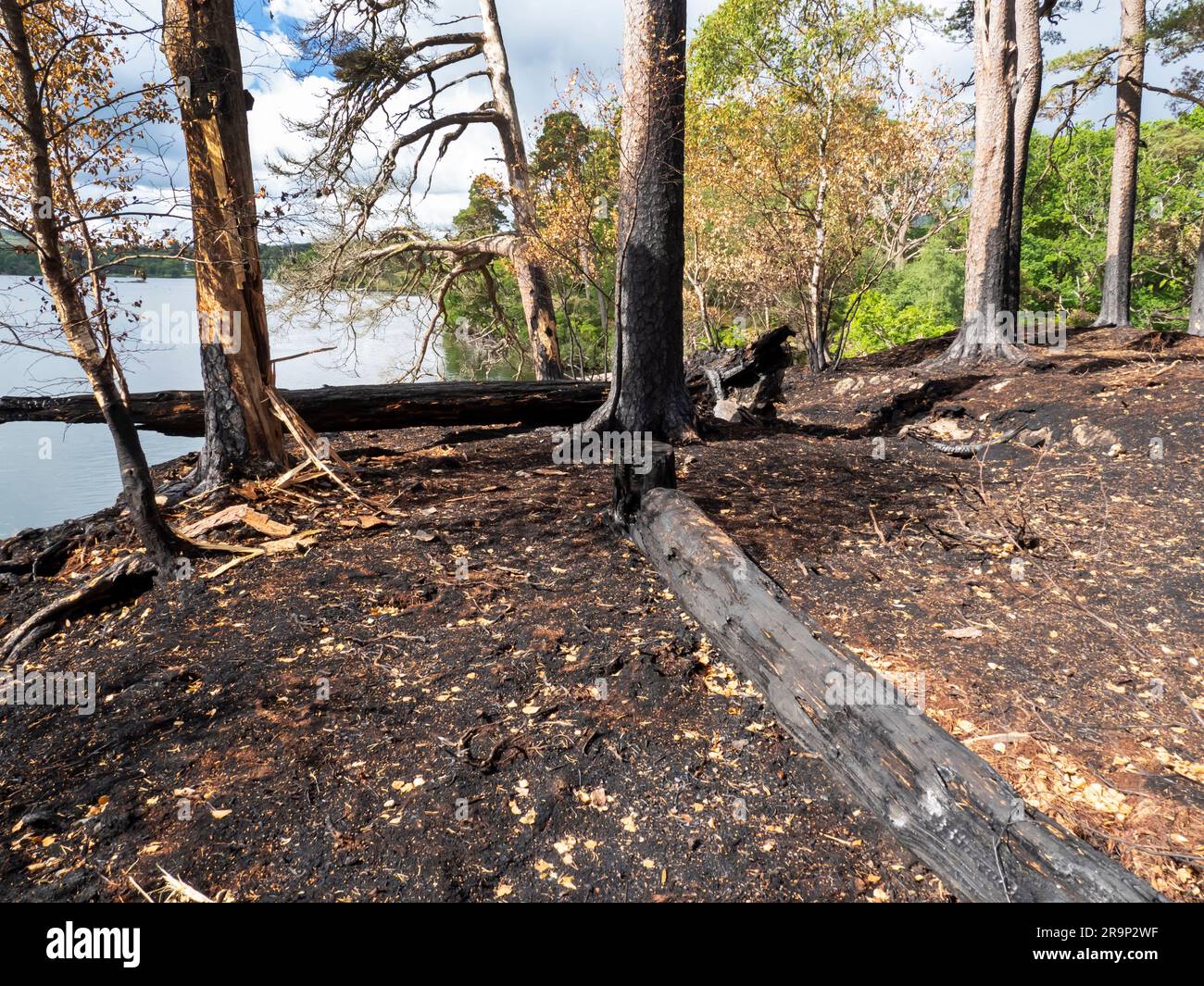An area of woodland at the head of Lake Windermere that was set on fire ...