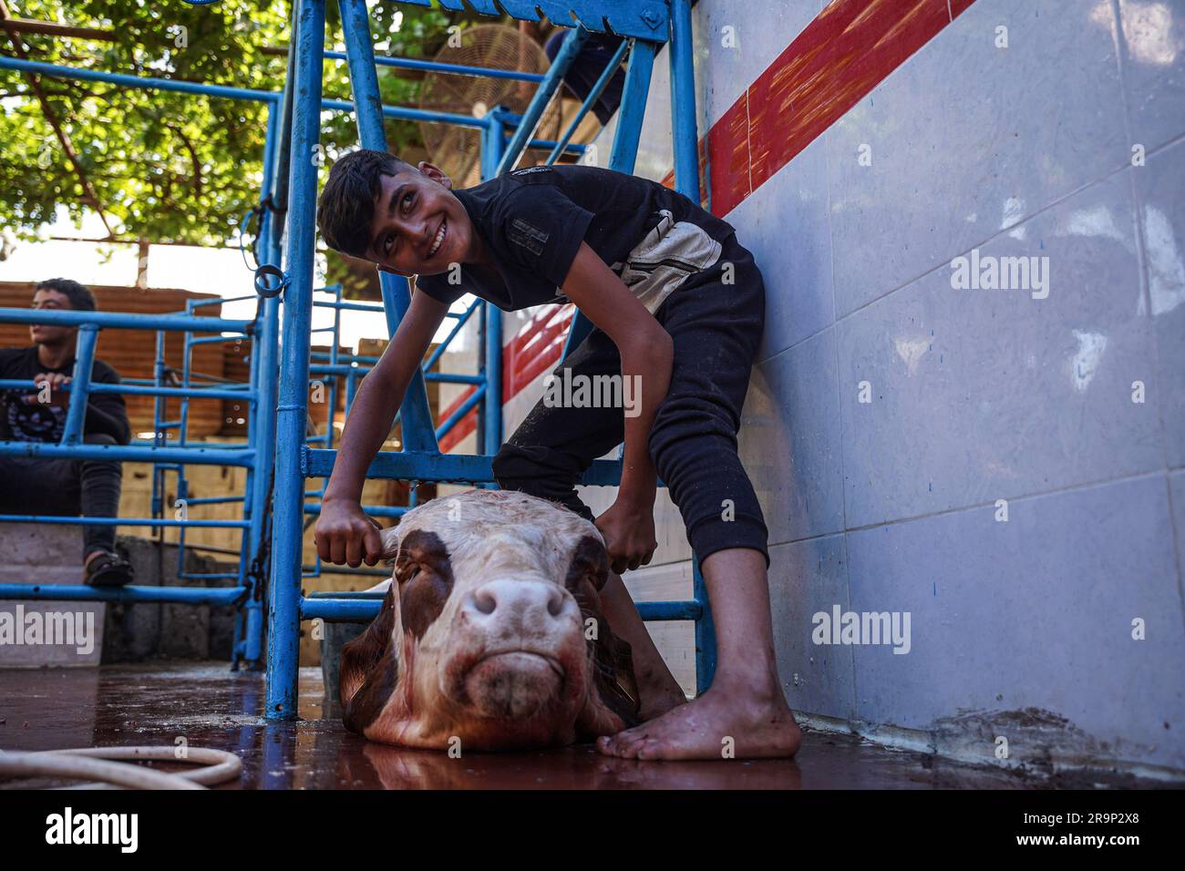 Gaza, Palestine. 28th June, 2023. (INT) Slaughter of sacrificial ...