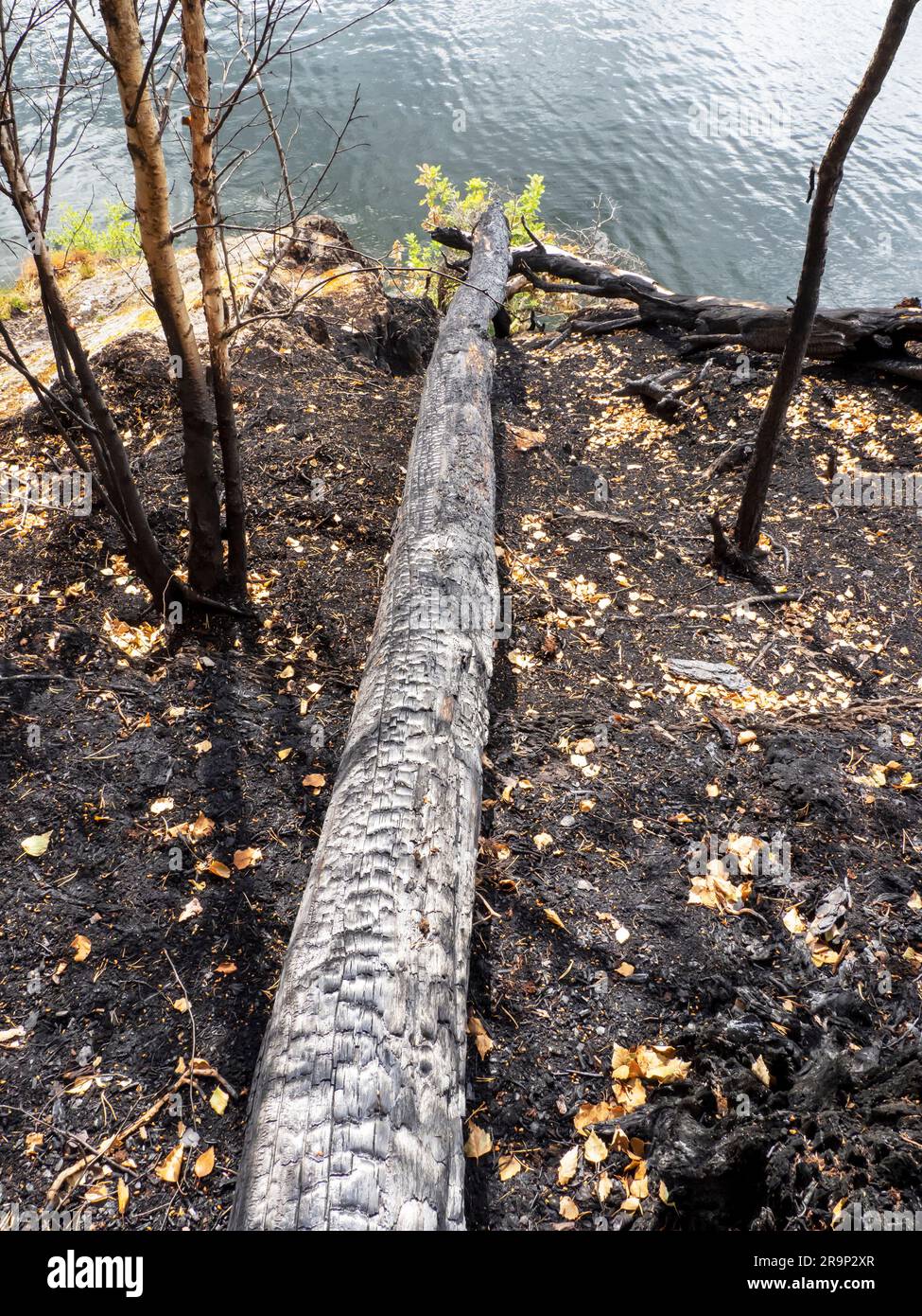 An area of woodland at the head of Lake Windermere that was set on fire ...