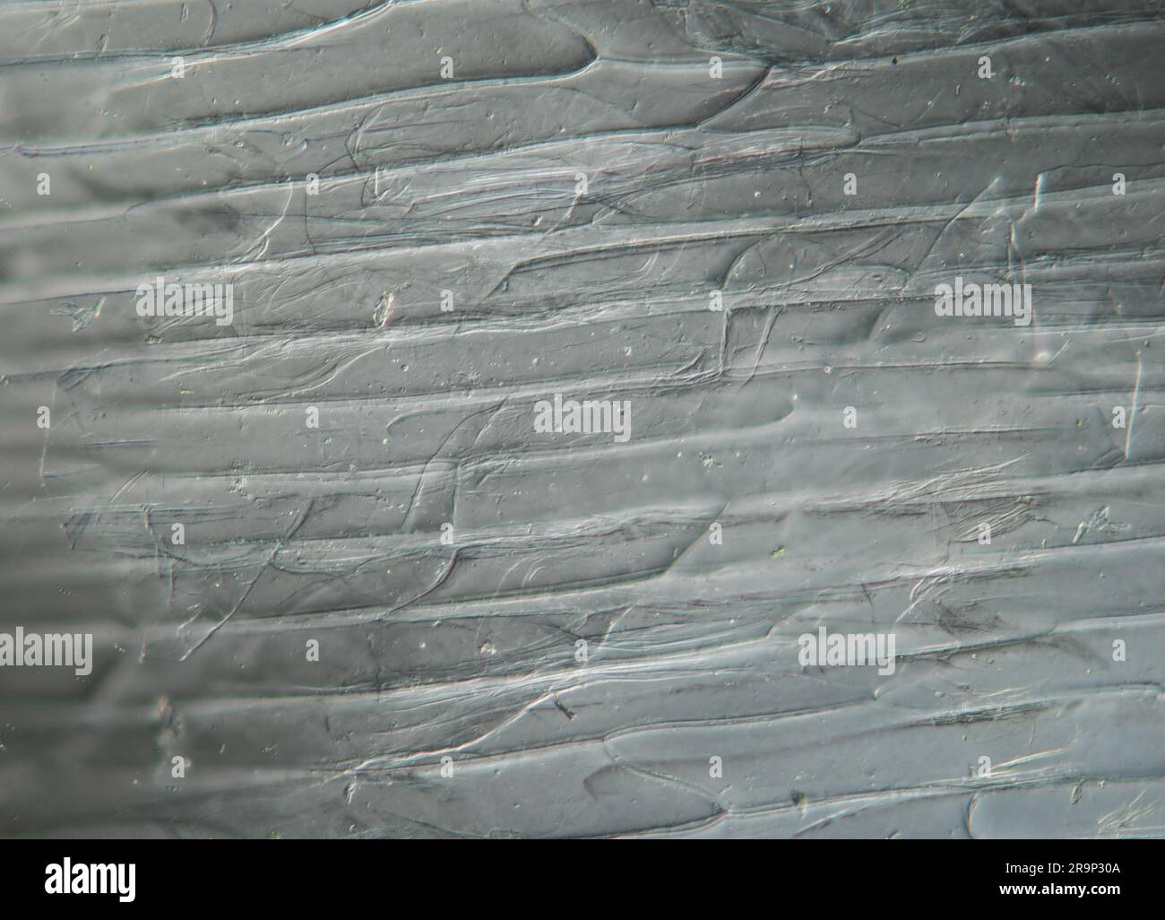 Onion skin with plant cells under the microscope Stock Photo - Alamy