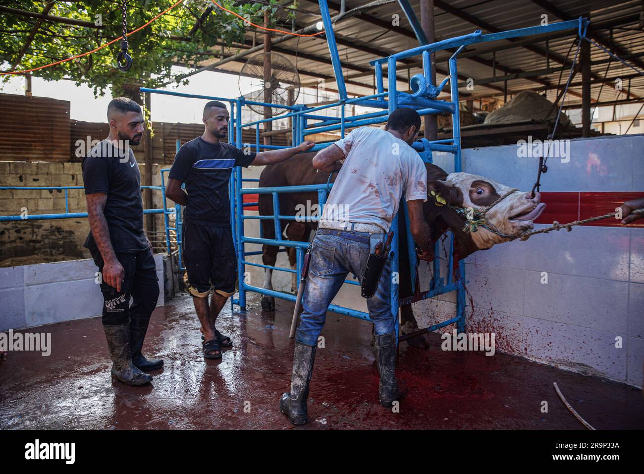 Gaza, Palestine. 28th June, 2023. (INT) Slaughter of sacrificial ...