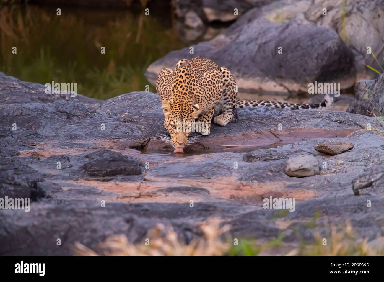 African Leopard (Panthera pardus). Female drinking from a rock pool ...