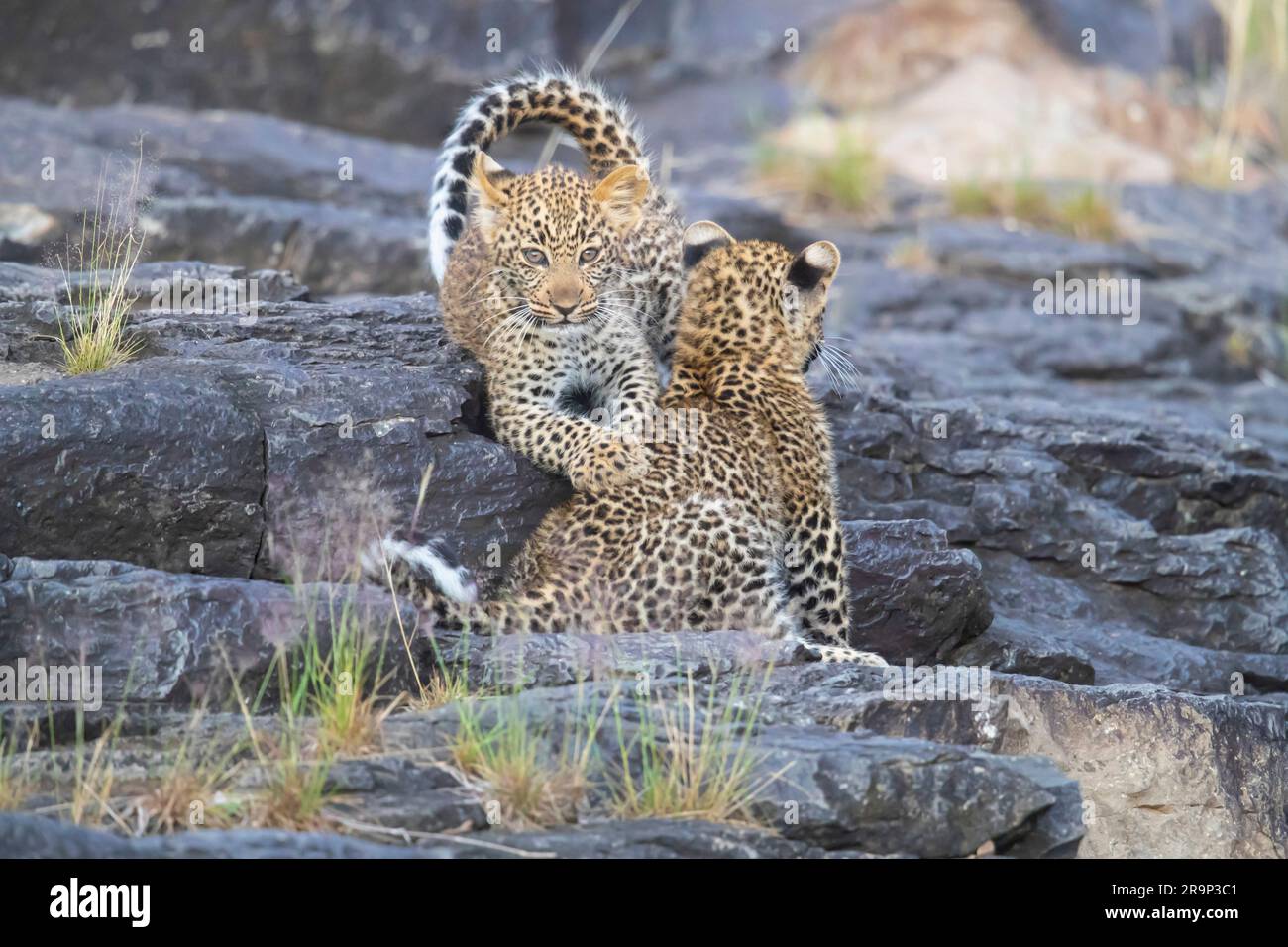 African Leopard (Panthera pardus). Two cubs playing n a rock. Kenya ...