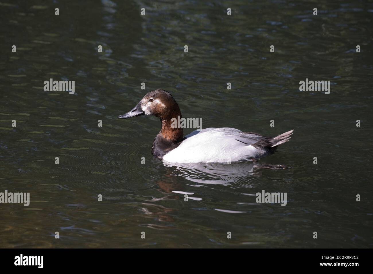 Female Canvasback duck Aythya valisineria swimming Slimbridge Wildfowl ...