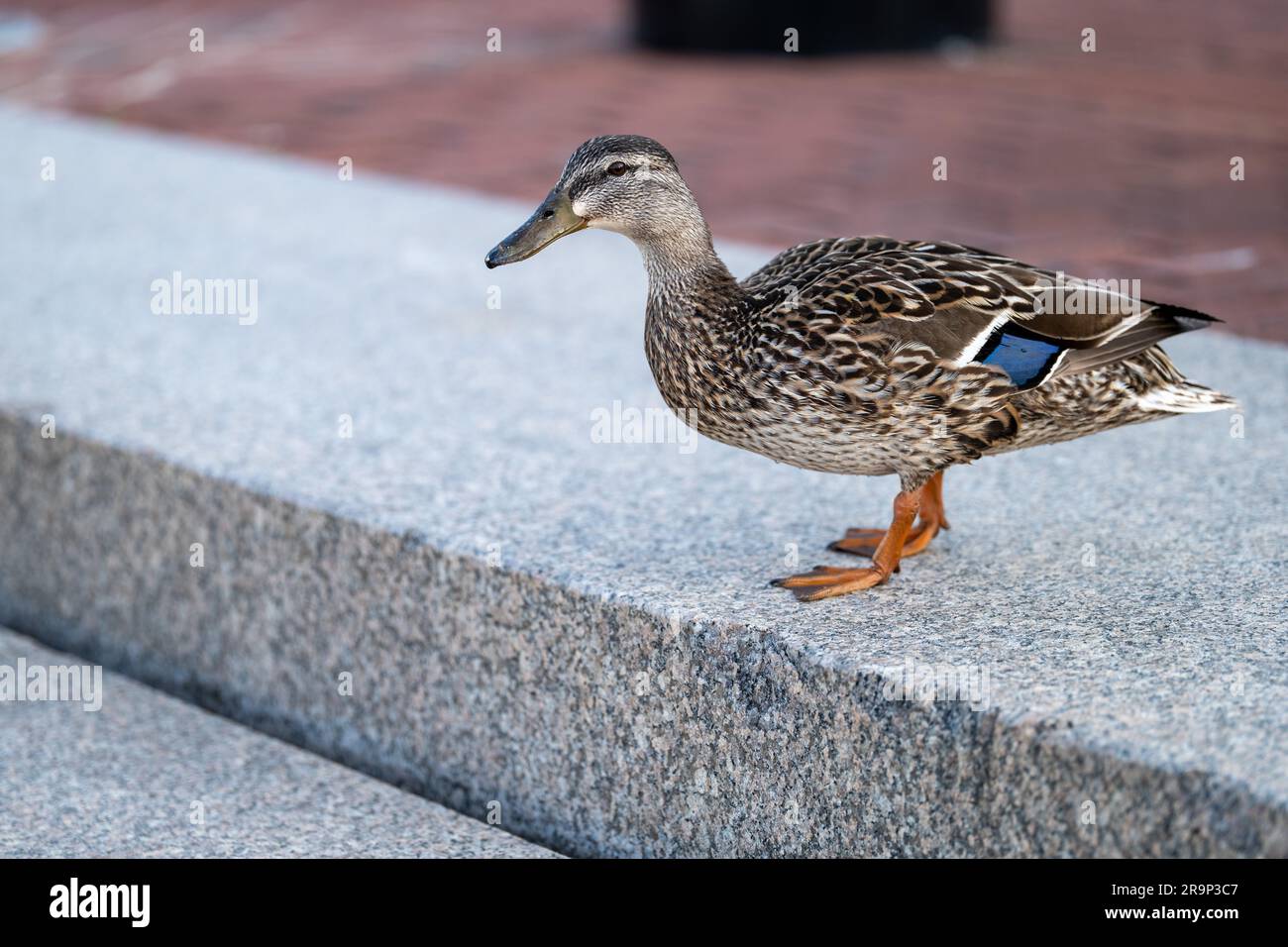 Photograph of a duck hi-res stock photography and images - Alamy