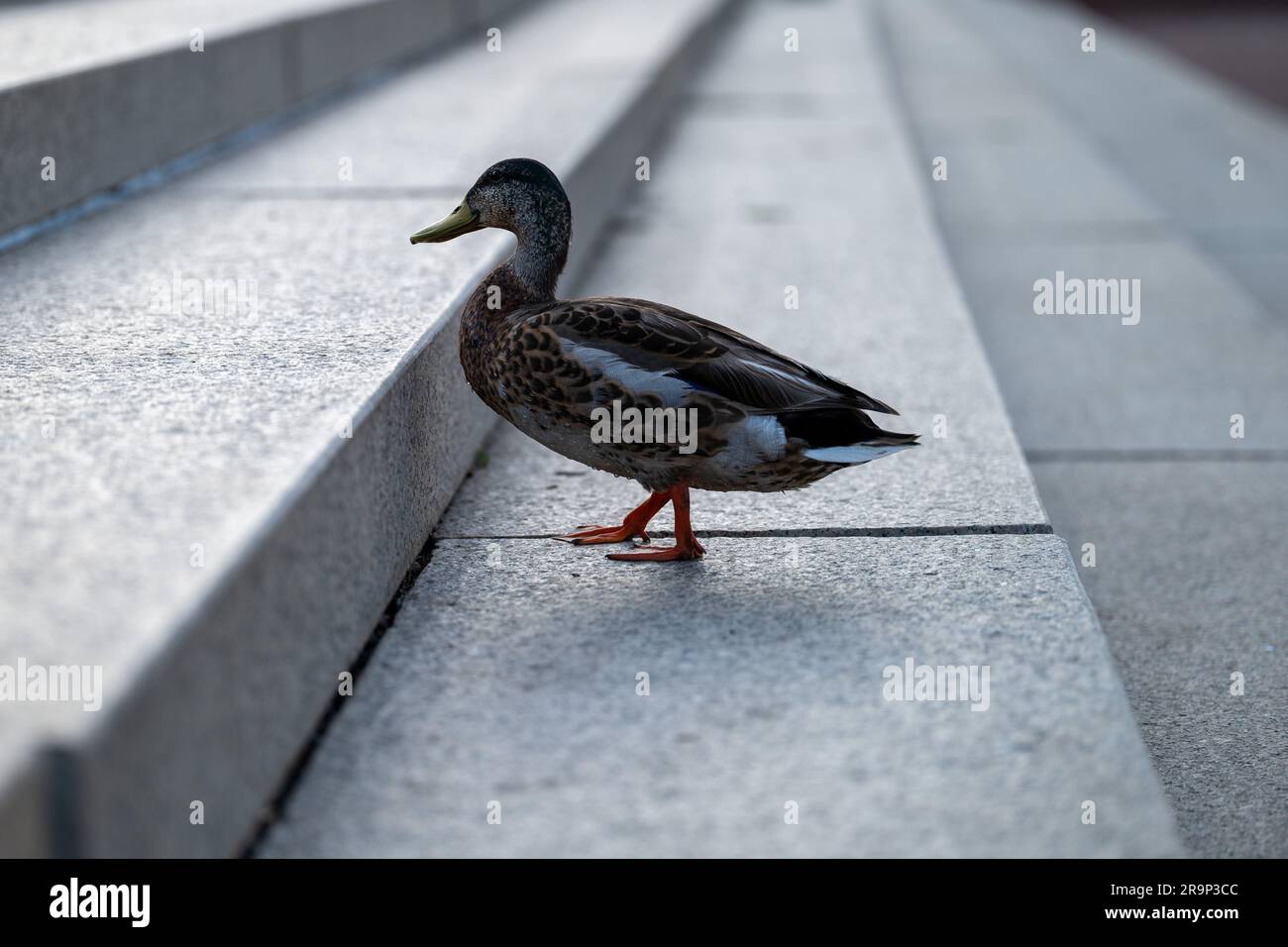 Portrait Photograph of a Duck Stock Photo - Alamy