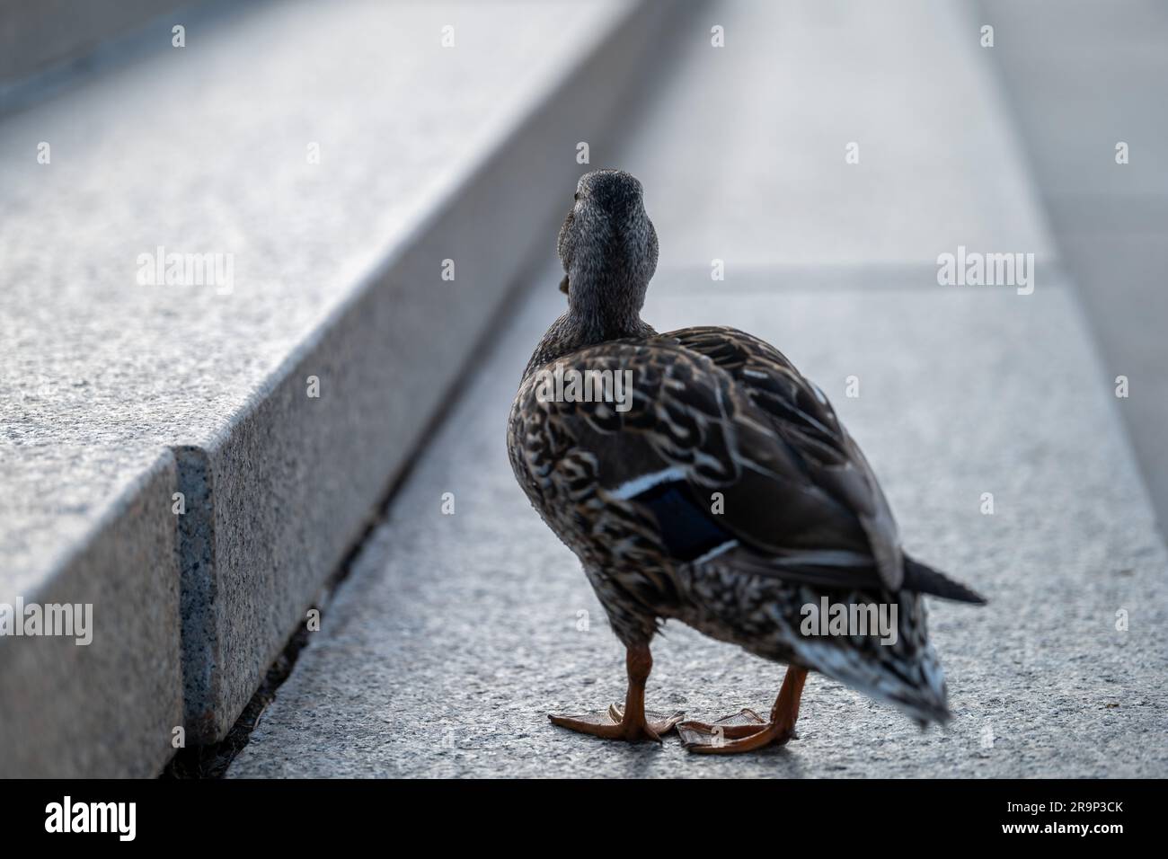 Portrait Photograph of a Duck Stock Photo - Alamy