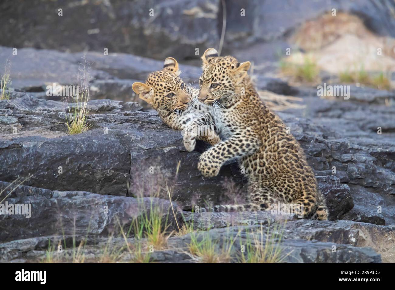 African Leopard (Panthera pardus). Two cubs playing n a rock. Kenya ...