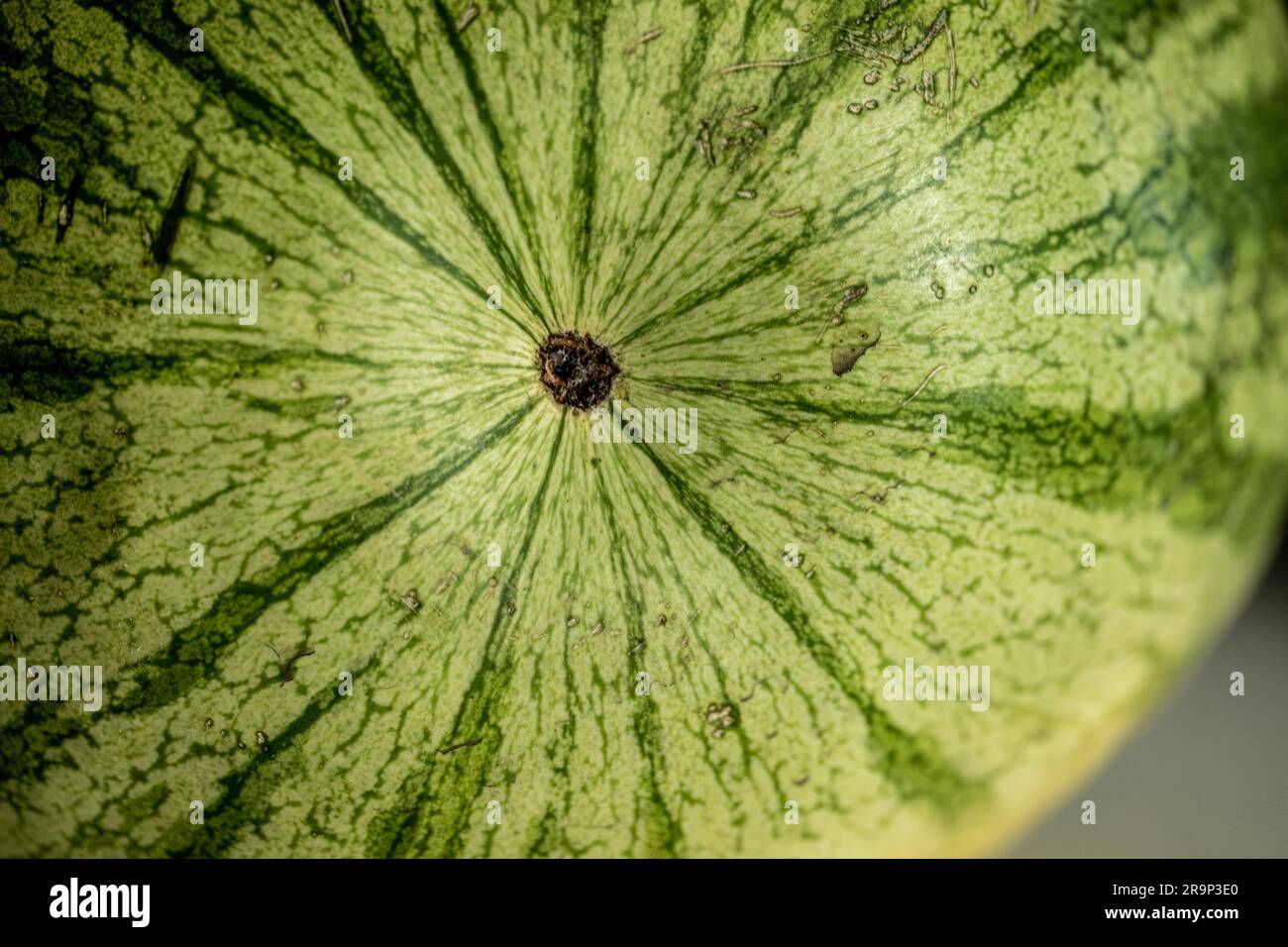 Macro Photography of a Watermelon Stock Photo - Alamy