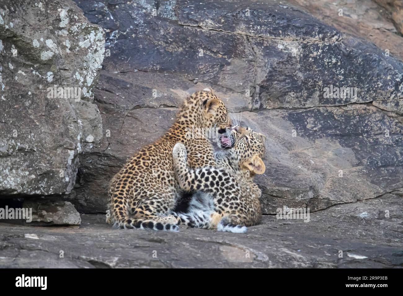 African Leopard (Panthera pardus). Two cubs playing n a rock. Kenya ...