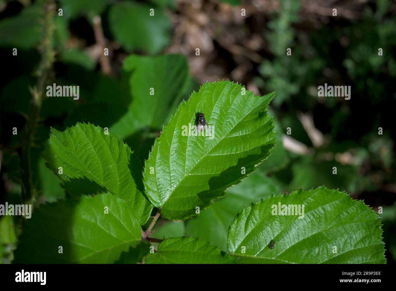 Field fly on deep colored green leaf in the forest Stock Photo - Alamy