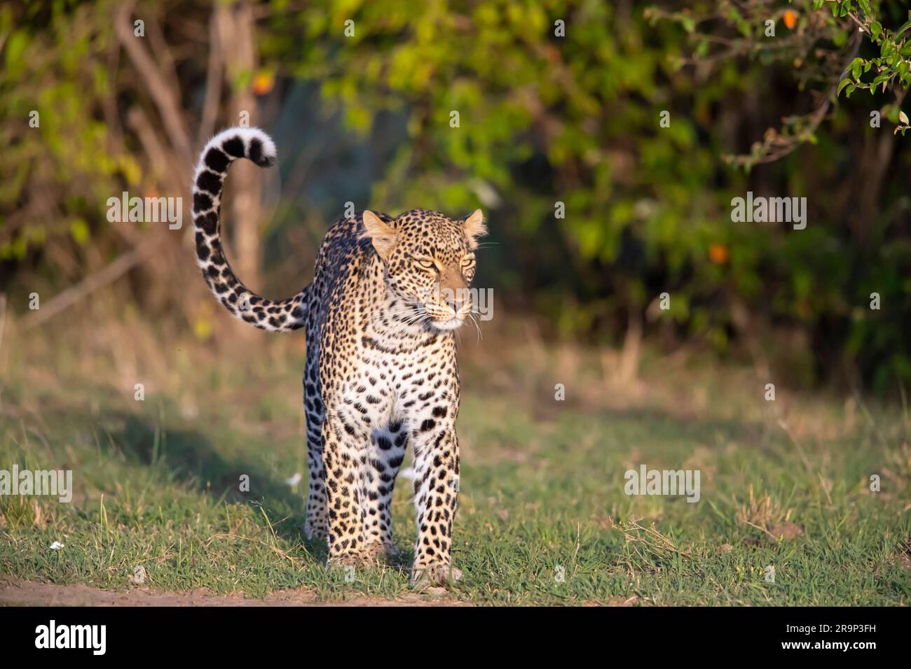 African Leopard (Panthera pardus). Female standing on grass. Kenya ...