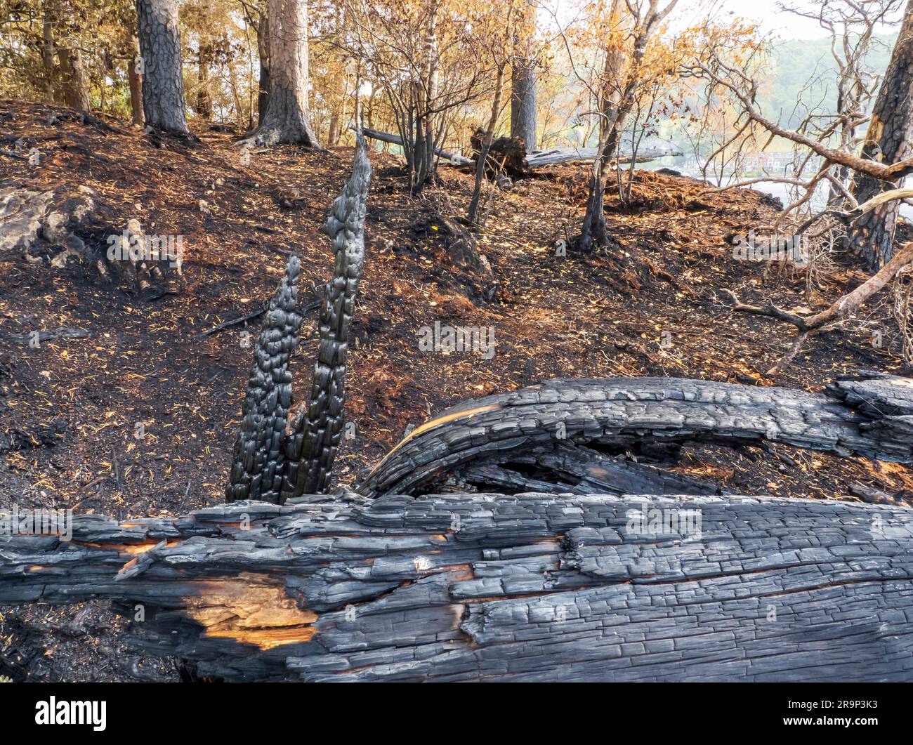 An area of woodland at the head of Lake Windermere that was set on fire ...