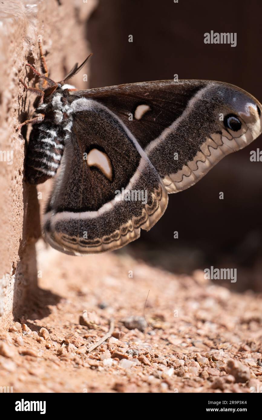 Macro Photo of a Large Moth in the Desert Stock Photo - Alamy