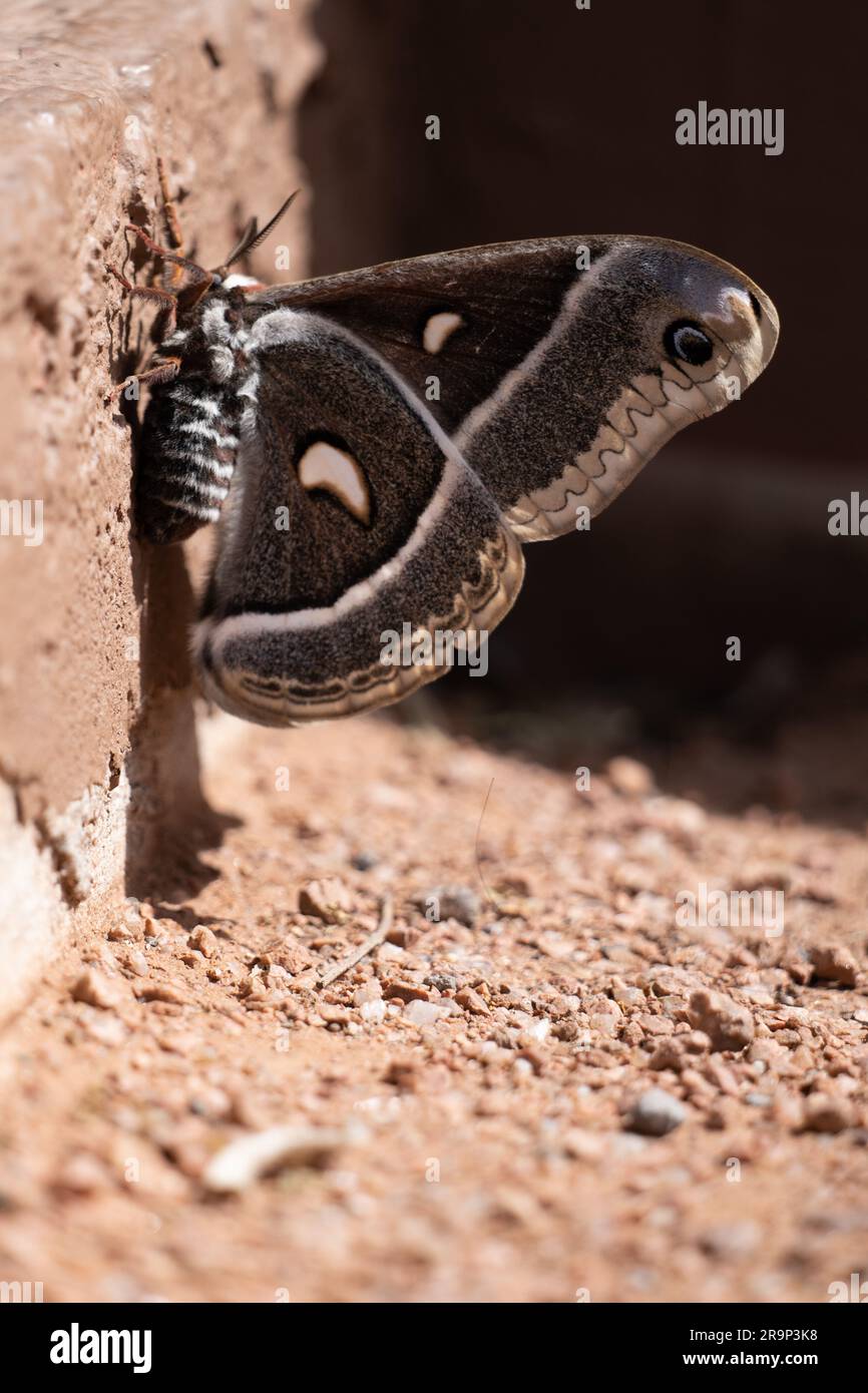 Macro Photo of a Large Moth in the Desert Stock Photo - Alamy