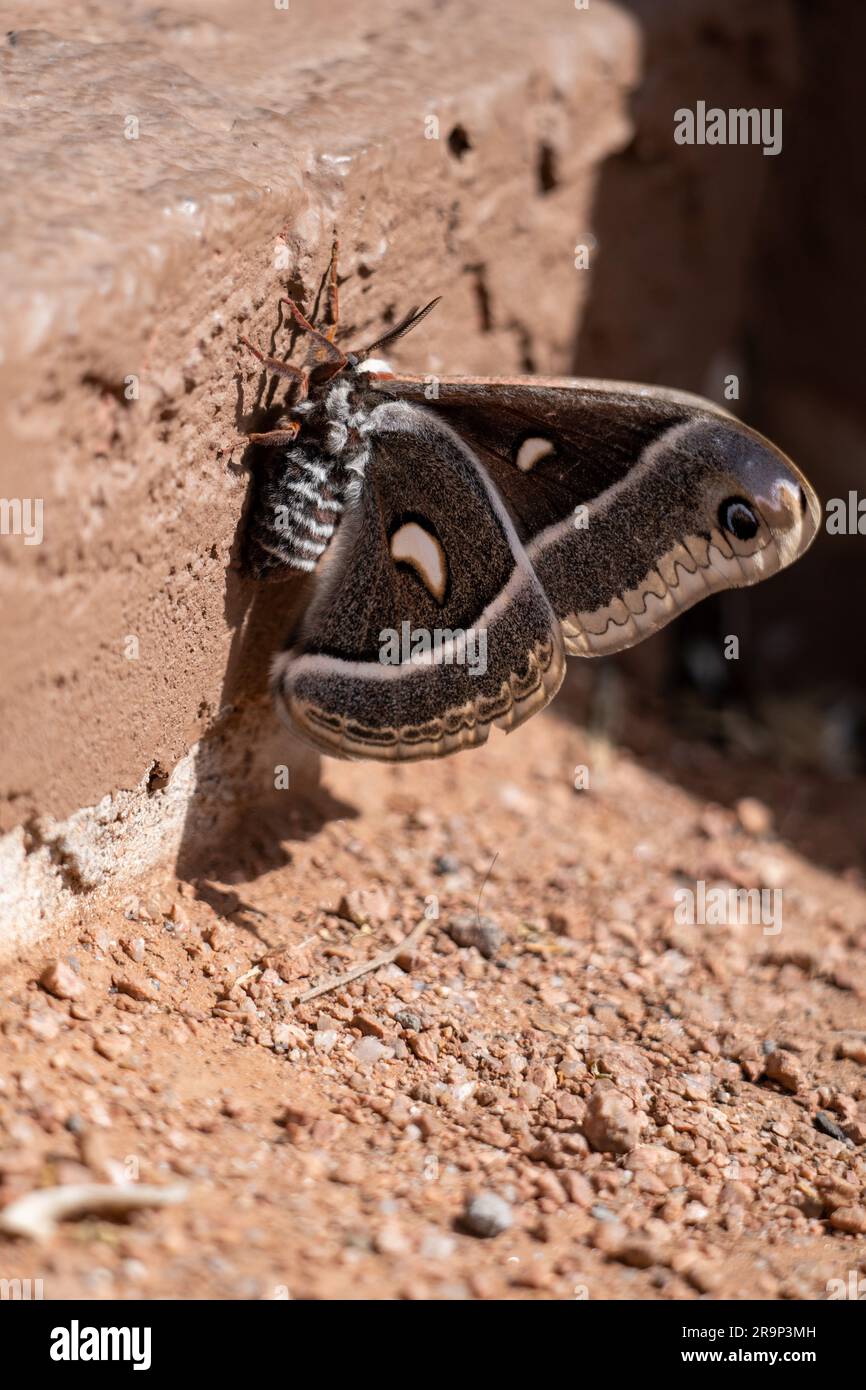 Macro Photo of a Large Moth in the Desert Stock Photo - Alamy