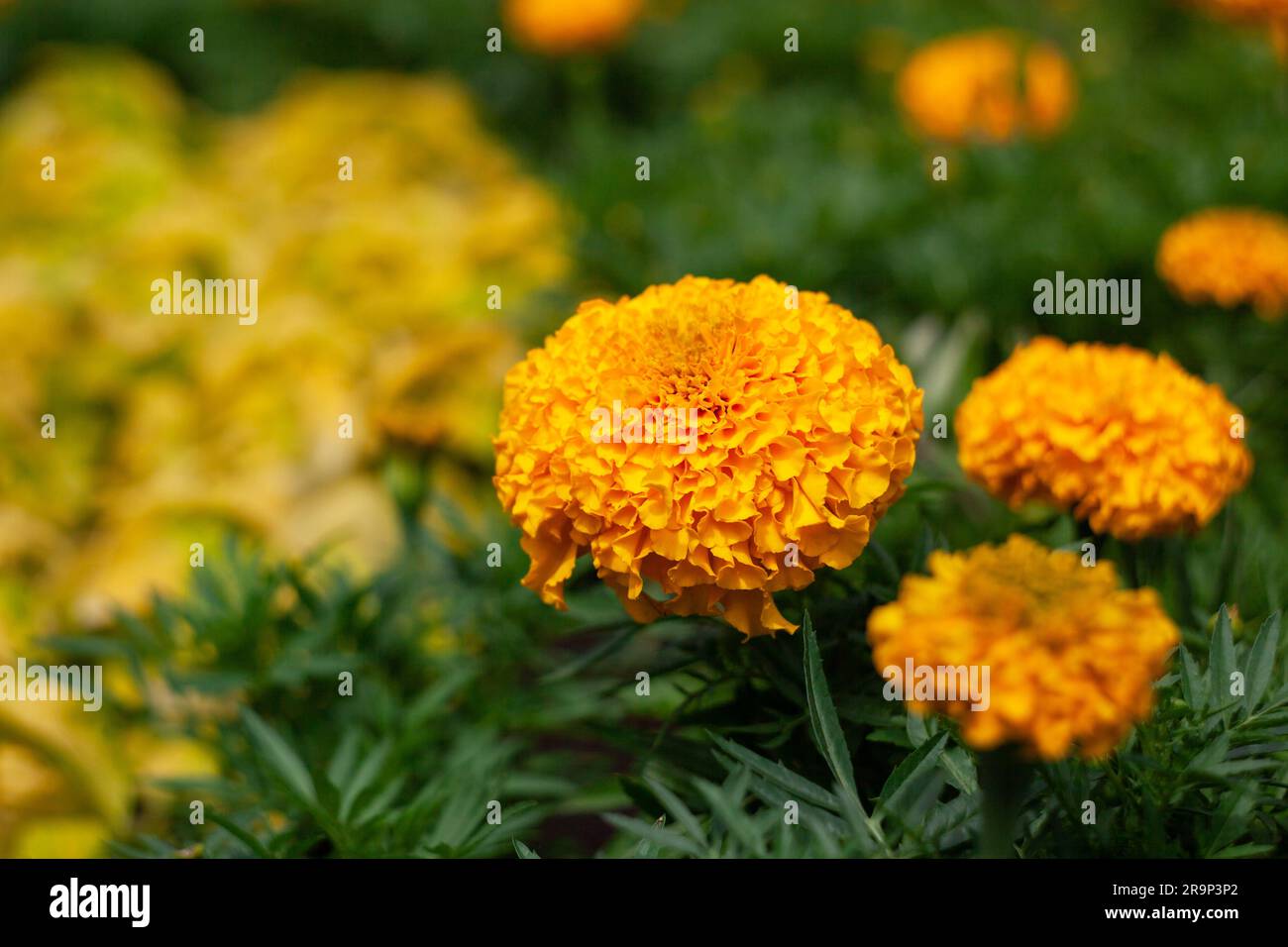 Tall tagetes hi-res stock photography and images - Alamy