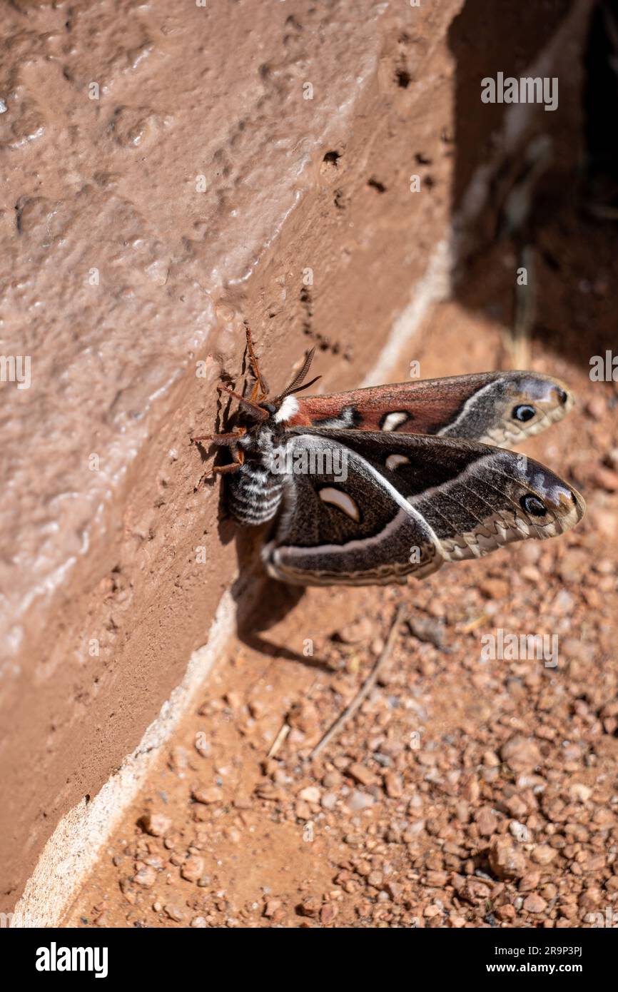 Macro Photo of a Large Moth in the Desert Stock Photo - Alamy