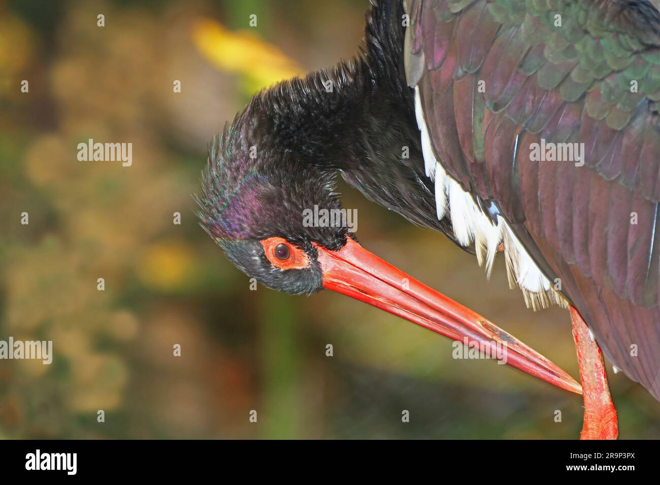 Black Stork (Ciconia nigra) preening its leg. Germany Stock Photo - Alamy