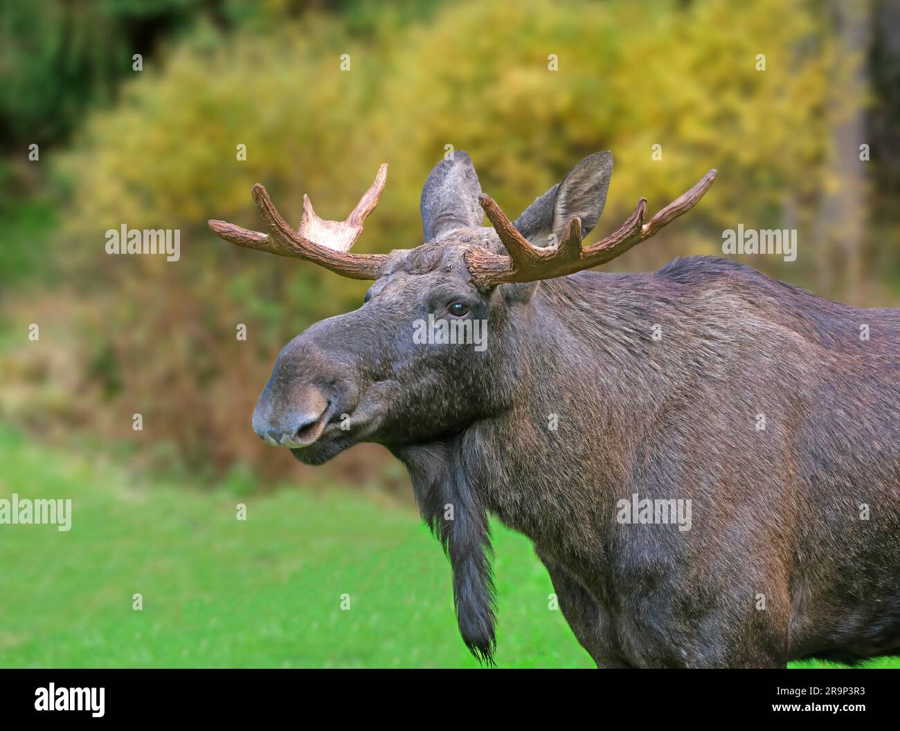 Moose, European Elk (Alces alces). Portrait of bull. Germany Stock ...